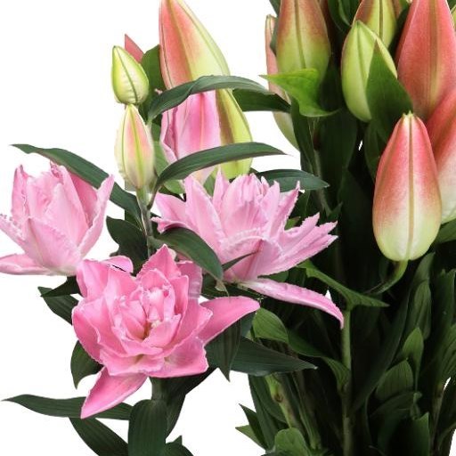 LILY ORIENTAL - DOUBLE DIAMOND 90cm | Wholesale Dutch Flowers & Florist Supplies UK