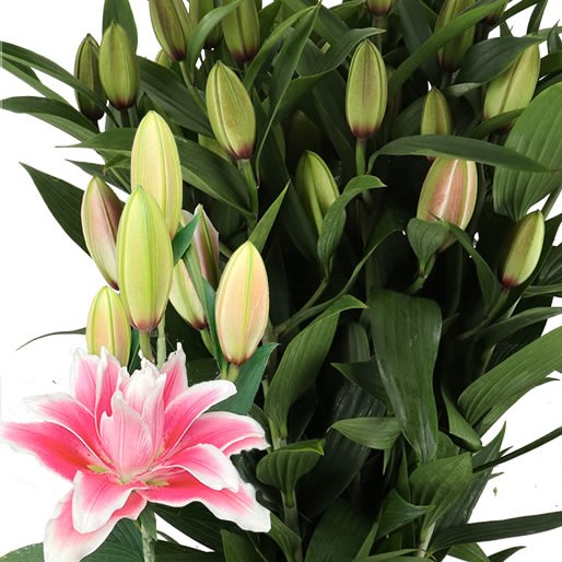 LILY ORIENTAL - DOUBLE DUTCH KISS 80cm | Wholesale Dutch Flowers ...