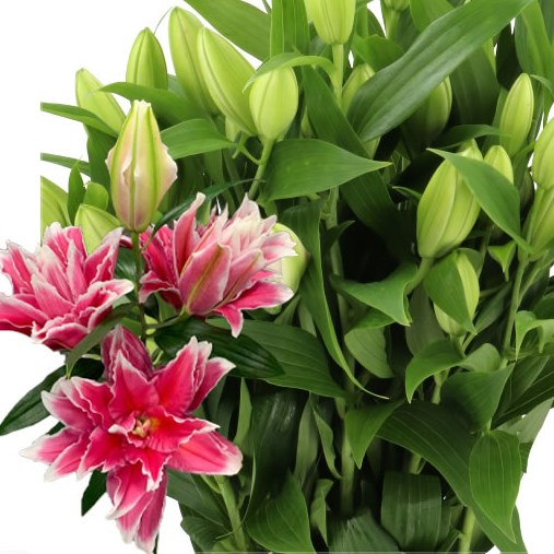 LILY ORIENTAL - DOUBLE FANTASY 80cm | Wholesale Dutch Flowers & Florist ...