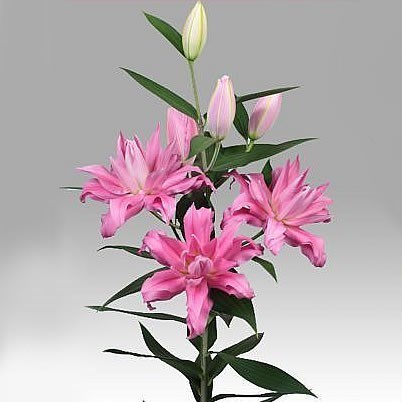LILY ORIENTAL - KADANGO 90cm | Wholesale Dutch Flowers & Florist ...