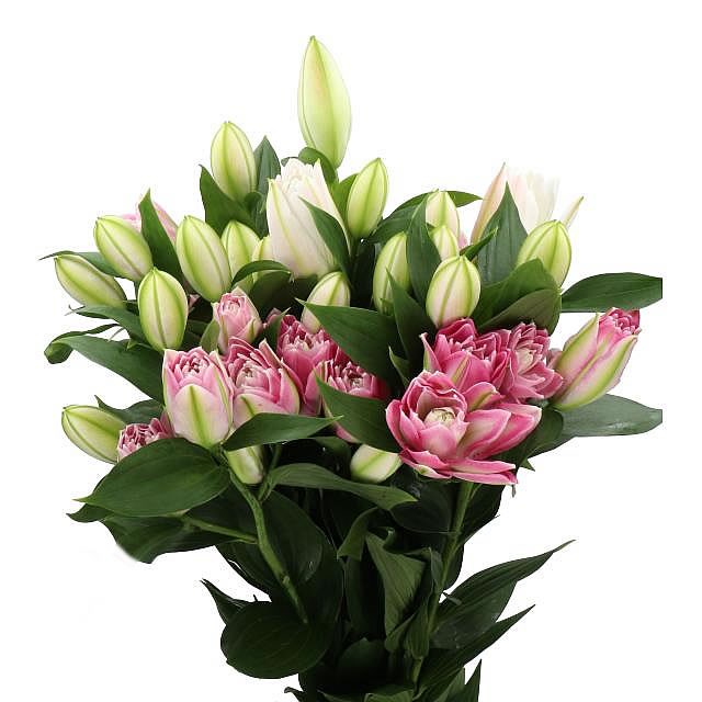 LILY ORIENTAL - DOUBLE VISIONE 75cm | Wholesale Dutch Flowers & Florist ...