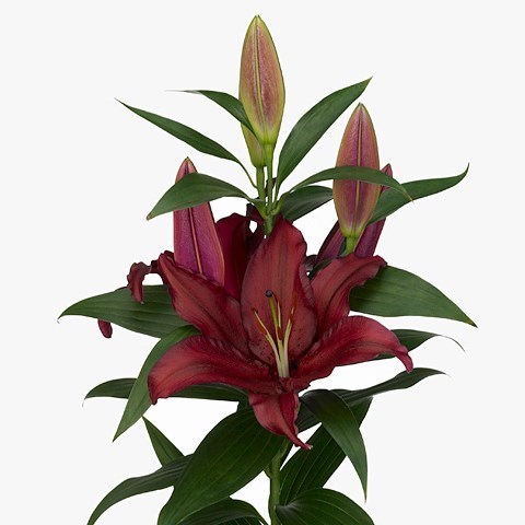 LILY ORIENTAL - FIREBOLT 80cm 4+ | Wholesale Dutch Flowers & Florist ...