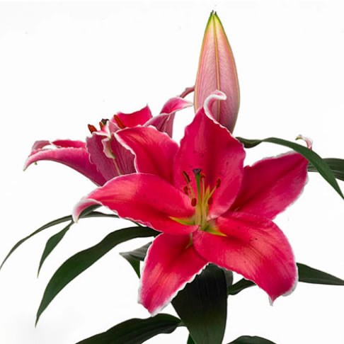 LILY ORIENTAL - INDIANA 70cm 2+ | Wholesale Dutch Flowers & Florist ...