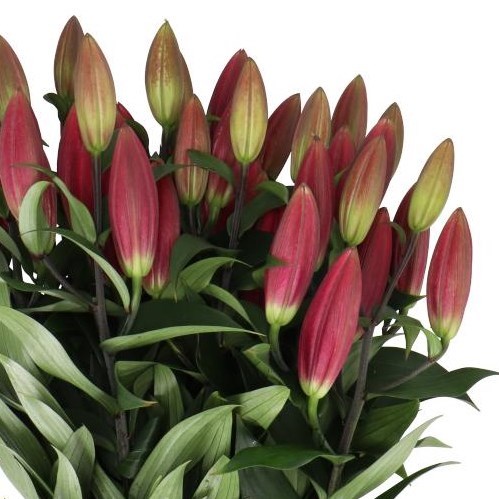 LILY ORIENTAL - INVICTUS 95cm 3+ | Wholesale Dutch Flowers & Florist ...