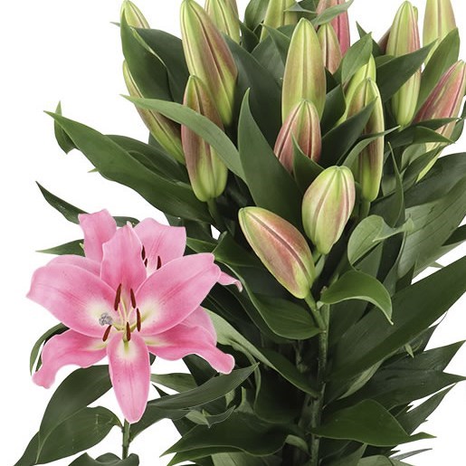LILY ORIENTAL LABRADOR 100cm 4+ | Wholesale Dutch Flowers & Florist ...