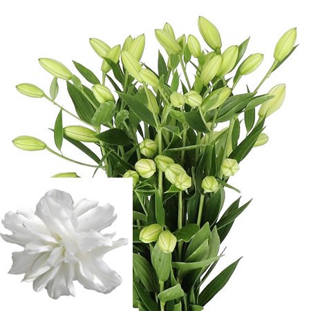 LILY ORIENTAL - LOTUS ICE 90cm | Wholesale Dutch Flowers & Florist ...