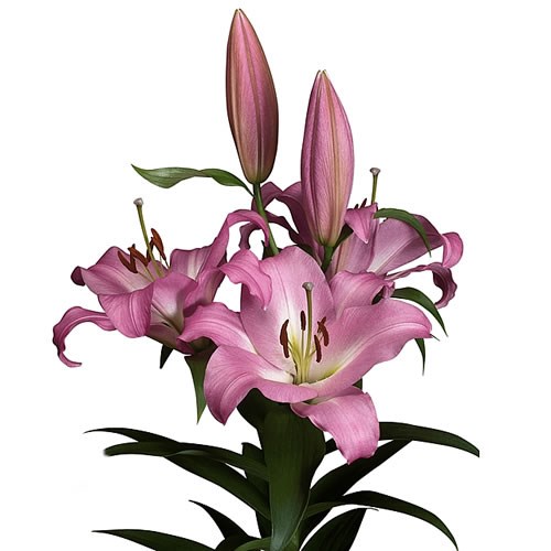 LILY ORIENTAL - MASTER 95cm 4+ | Wholesale Dutch Flowers & Florist ...