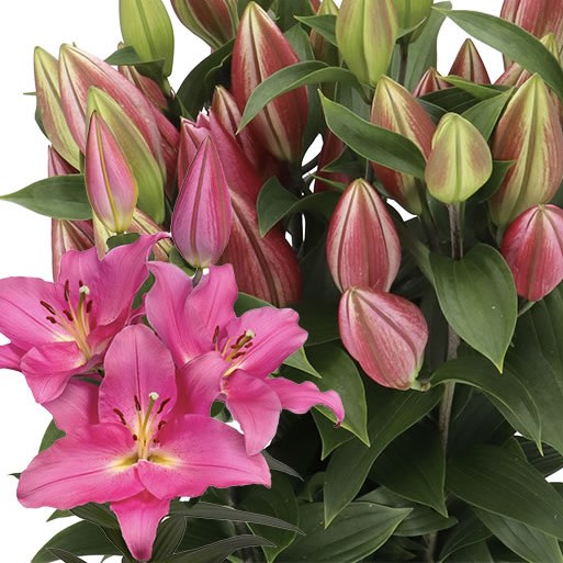 LILY ORIENTAL - MONCEAU 100cm 4+ | Wholesale Dutch Flowers & Florist ...
