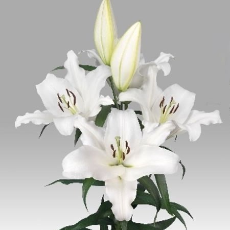 LILY ORIENTAL - ORACLE 100cm 3+ | Wholesale Dutch Flowers & Florist ...