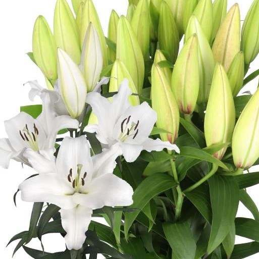 LILY ORIENTAL - ORACLE 95cm | Wholesale Dutch Flowers & Florist Supplies UK