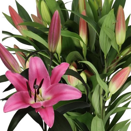 LILY ORIENTAL - ROBINA 75cm 2+ | Wholesale Dutch Flowers & Florist ...