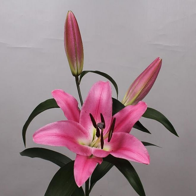LILY ORIENTAL - ROBINA 90cm 4+ | Wholesale Dutch Flowers & Florist ...