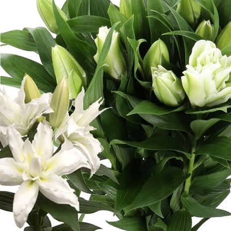 LILY ORIENTAL - ROSELILY AISHA 85cm | Wholesale Dutch Flowers & Florist ...