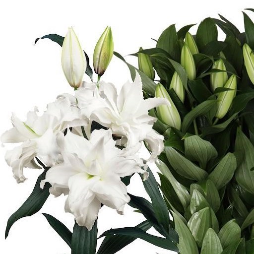 LILY ORIENTAL - ROSELILY ANGELA 90cm | Wholesale Dutch Flowers ...