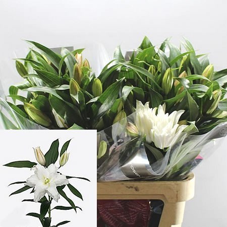 LILY ORIENTAL - ROSELILY ANGELA 95cm 4+ | Wholesale Dutch Flowers ...