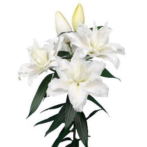 LILY ORIENTAL - ROSELILY JACINTHA 85cm | Wholesale Dutch Flowers ...