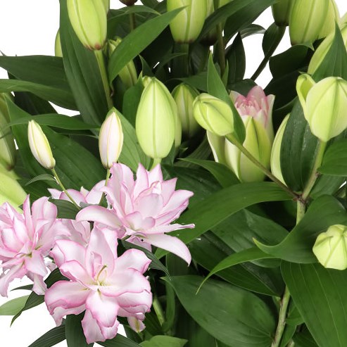 LILY ORIENTAL - ROSELILY MANOUSKA 95cm | Wholesale Dutch Flowers ...