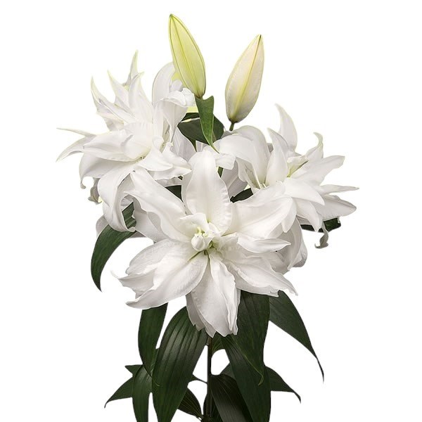 LILY ORIENTAL - ROSELILY MONICA 75cm | Wholesale Dutch Flowers ...