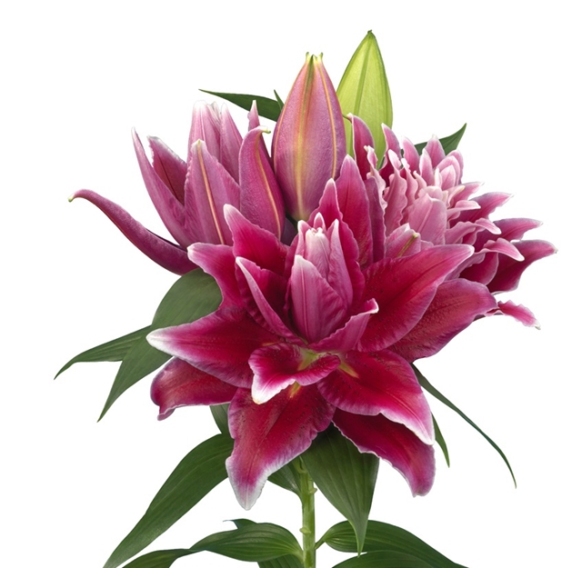 LILY ORIENTAL ROSELILY TABITHA 90cm 5+ | Wholesale Dutch Flowers ...