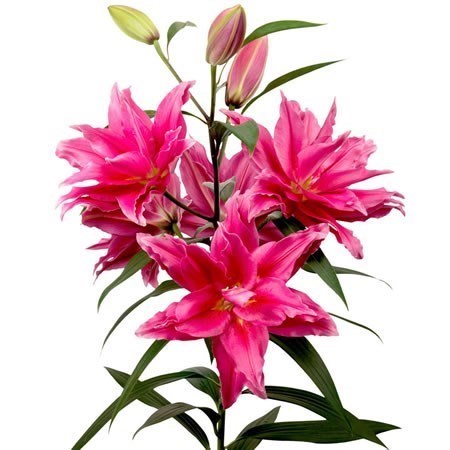 LILY ORIENTAL - ROSELILY VIOLA 95cm 4+ | Wholesale Dutch Flowers ...