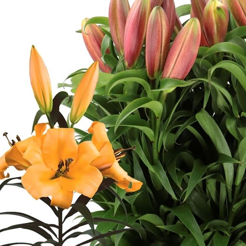 LILY ORIENTAL SALTARELLO 85cm 3+ | Wholesale Dutch Flowers & Florist ...