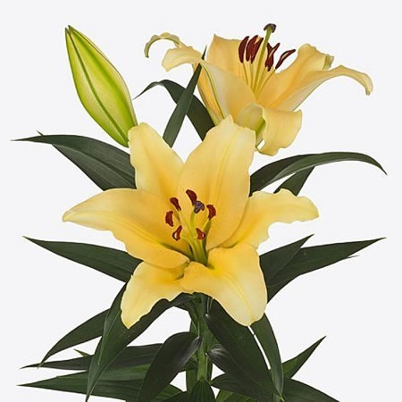LILY ORIENTAL - SHINE ON 95cm 5+ | Wholesale Dutch Flowers & Florist ...