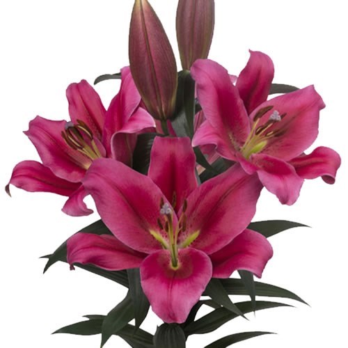 LILY ORIENTAL - STRONG LOVE 80cm 2+ | Wholesale Dutch Flowers & Florist ...