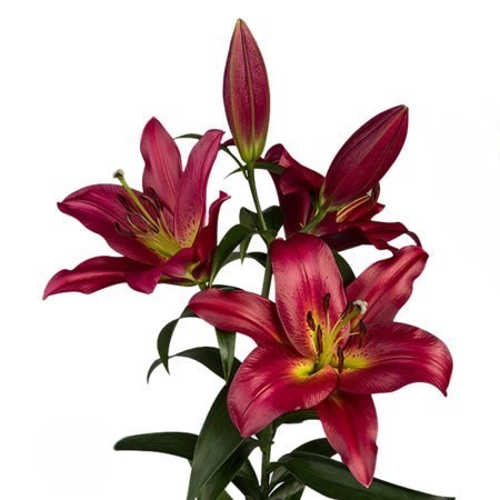 LILY ORIENTAL TOUCHSTONE 80cm 2+ | Wholesale Dutch Flowers & Florist ...