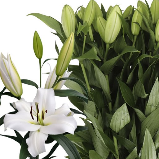 LILY ORIENTAL - VESTARO 80cm 2+ | Wholesale Dutch Flowers & Florist ...