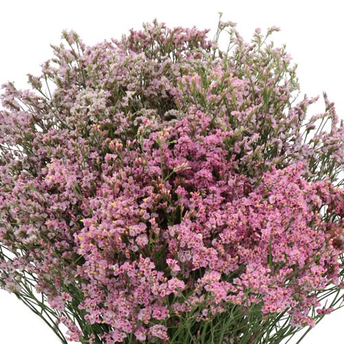 LIMONIUM ANOUCHKA DIAMOND 60cm | Wholesale Dutch Flowers & Florist ...