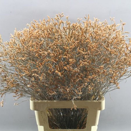 LIMONIUM DYED APRICOT 70cm | Wholesale Dutch Flowers & Florist Supplies UK