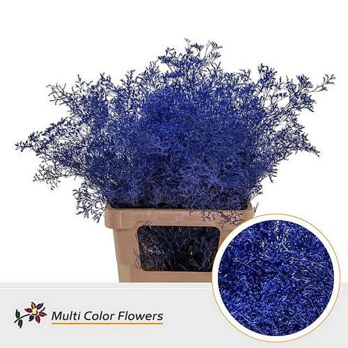 LIMONIUM DYED BLUE 70cm | Wholesale Dutch Flowers & Florist Supplies UK