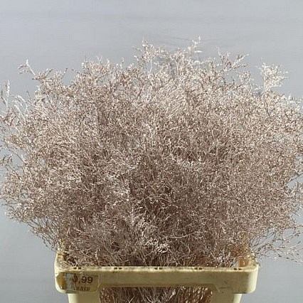 LIMONIUM DYED CHAMPAGNE 70cm | Wholesale Dutch Flowers & Florist ...