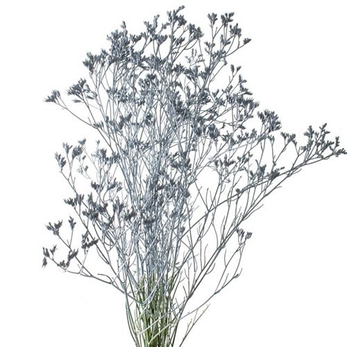 LIMONIUM DYED GREY 70cm | Wholesale Dutch Flowers & Florist Supplies UK