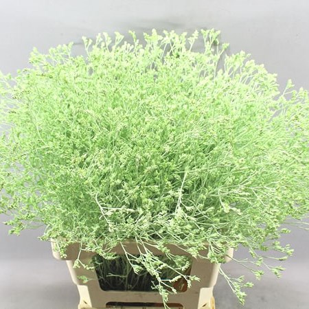 Green Limonium