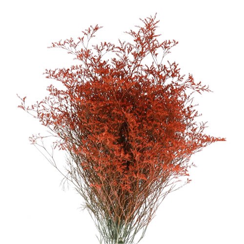 Limonium dyed Orange 70cm | Wholesale Dutch Flowers & Florist Supplies UK
