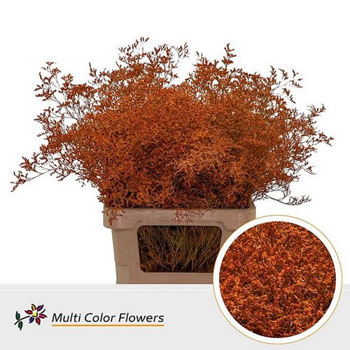 LIMONIUM DYED ORANGE 70cm | Wholesale Dutch Flowers & Florist Supplies UK