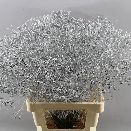 LIMONIUM DYED SILVER 70cm | Wholesale Dutch Flowers & Florist Supplies UK