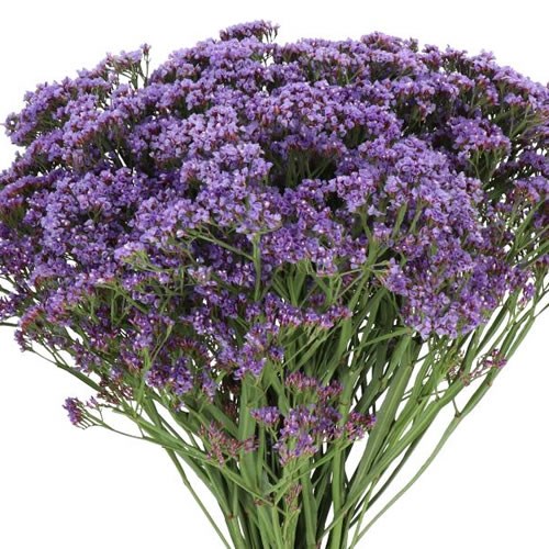 LIMONIUM ENCHANTE 60cm | Wholesale Dutch Flowers & Florist Supplies UK