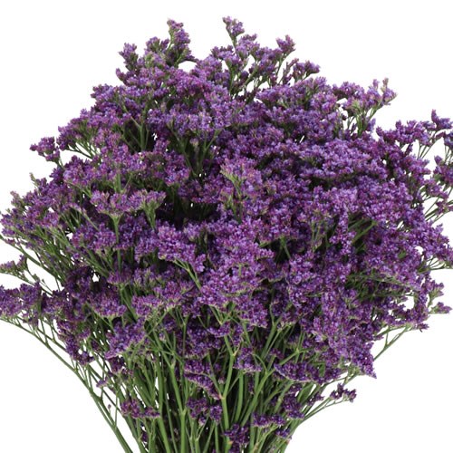LIMONIUM KANSAS BLUE 70cm | Wholesale Dutch Flowers & Florist Supplies UK