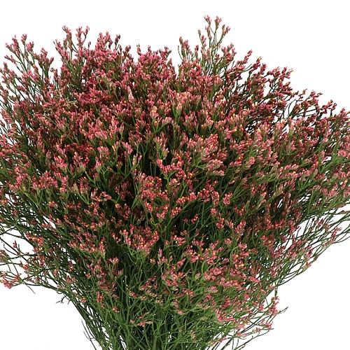 LIMONIUM MAX DIAMOND 60cm | Wholesale Dutch Flowers & Florist Supplies UK