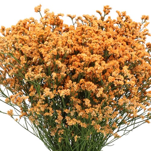 LIMONIUM ORANGE DIAMOND 70cm | Wholesale Dutch Flowers & Florist ...