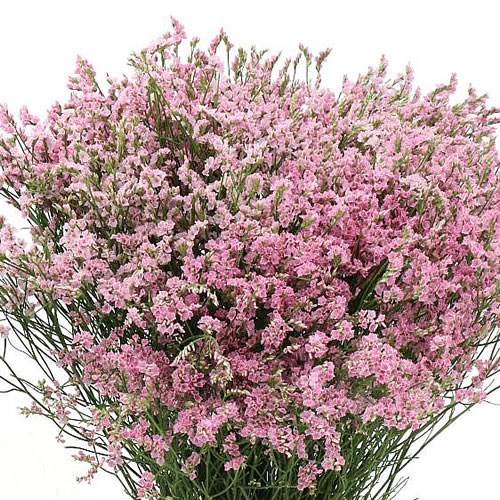 LIMONIUM PRINCESS DIAMOND 60cm | Wholesale Dutch Flowers & Florist ...