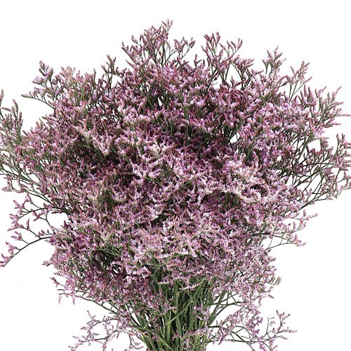 LIMONIUM SAFORA LILAC 60cm | Wholesale Dutch Flowers & Florist Supplies UK