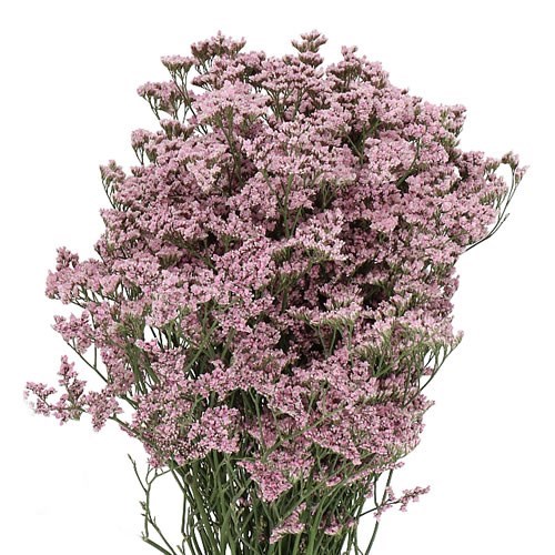 LIMONIUM SAFORA OSHI PINK 60cm | Wholesale Dutch Flowers & Florist ...