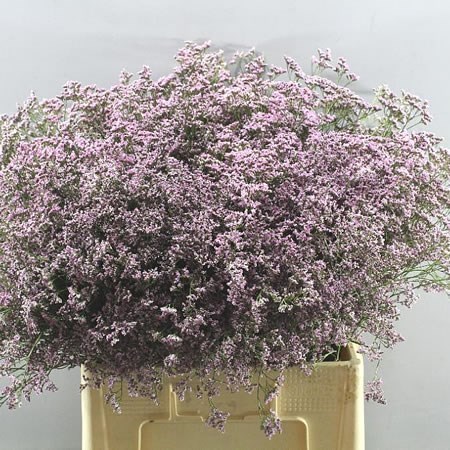 LIMONIUM SAFORA OSHI PINK 60cm | Wholesale Dutch Flowers & Florist ...