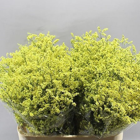 LIMONIUM YELLOW DIAMOND 70cm | Wholesale Dutch Flowers & Florist ...