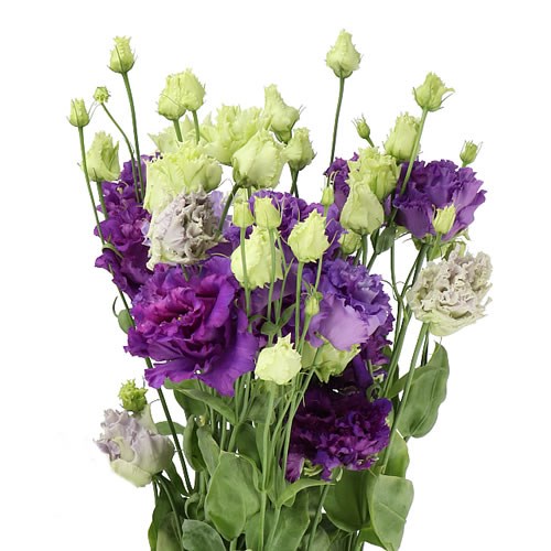 LISIANTHUS DOUBLE ALISSA BLUE 70cm | Wholesale Dutch Flowers & Florist ...