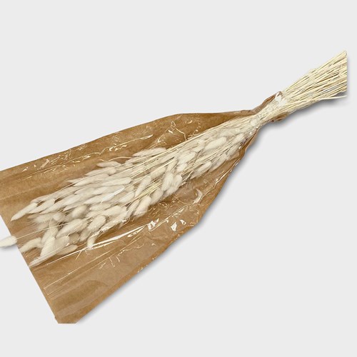 Lagurus Preserved & Bleached 60cm | Wholesale Dutch Flowers & Florist ...
