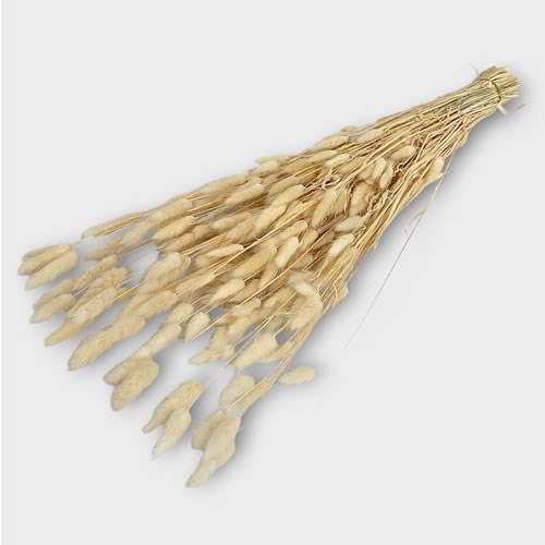 Lagurus Preserved & Bleached 60cm | Wholesale Dutch Flowers & Florist ...